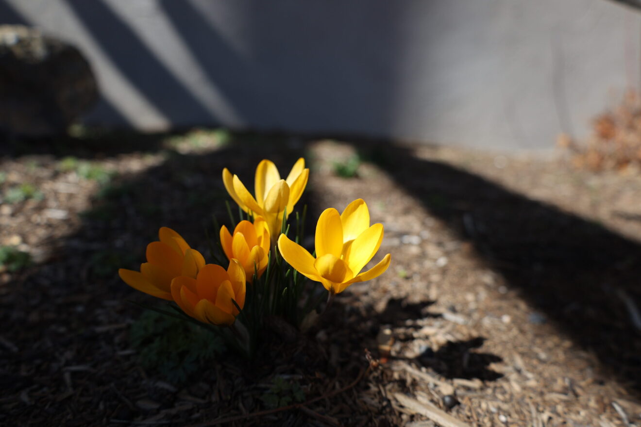 Salt Lake City: Spring Feel Good Activities 2025 - thebeckeffect